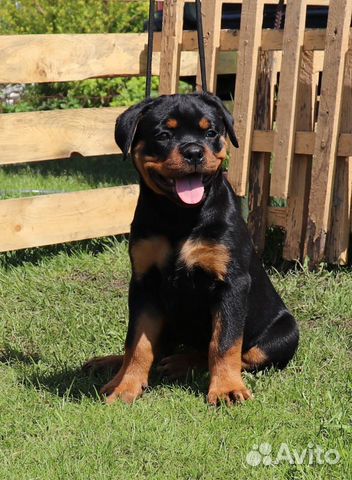Щенки ротвейлера