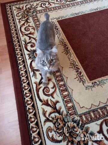 Ласковый котик серебристого окраса ищет свою семью