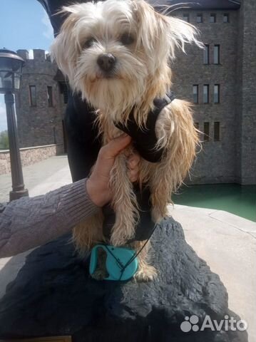 Отдам в хорошие руки