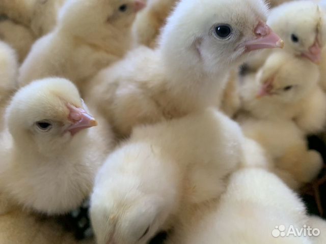 Бройлерные цыплята, индюшата (опт)