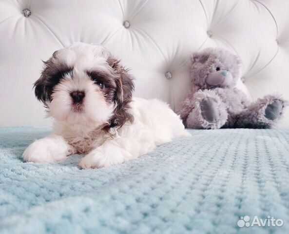 Прекрасные щенки Ши-тцу