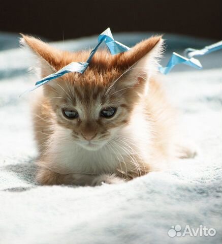 Рыжик добрым людям