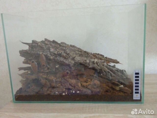 Колония кормовых тараканов