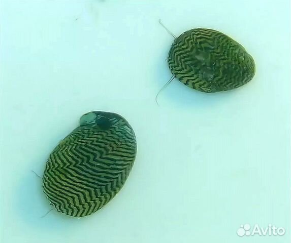 Теодоксус улитка