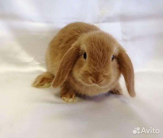 Карликовые крольчата бараны. Из Ягодки