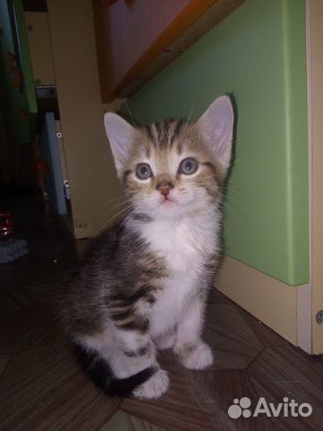 Шотландские малыши