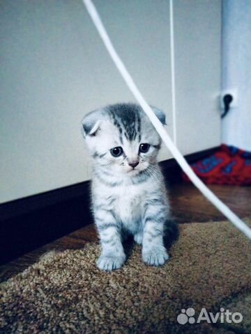 Шотландские вислоухие котята