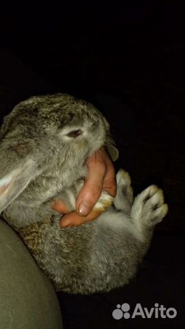 Кролики великаны