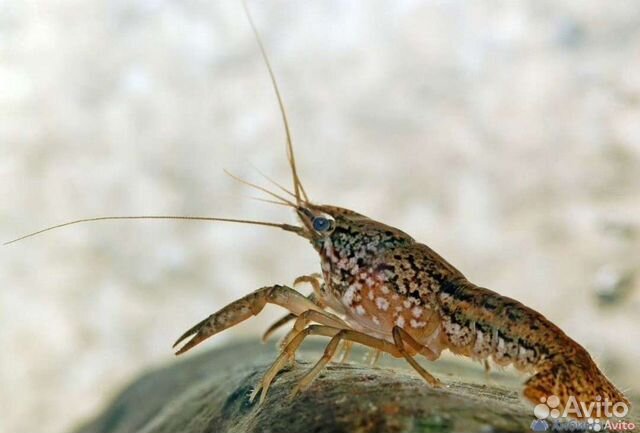 Рак мраморный