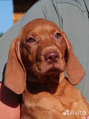 Венгерская выжла, девочка