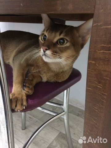 Кот Абиссинец