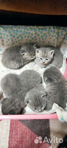 Шотландские котята