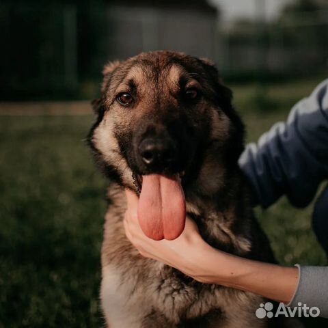 Очаровательный мальчик Техас ищет свою семью