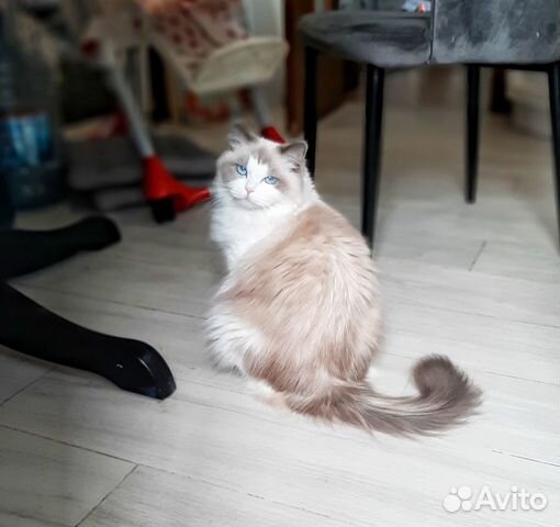Регдолл