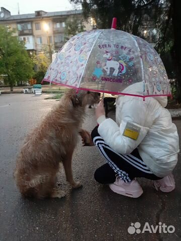 Лика ищет дом