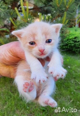 Бело-рыжий котенок, мальчик