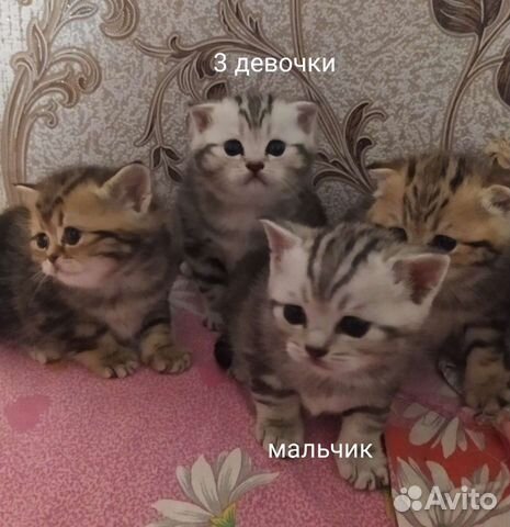 Шотландские котята