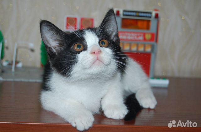 Котёнок, мальчик, бесплатно. Привезём