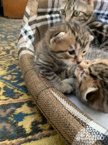 Котята курильский бобтейл