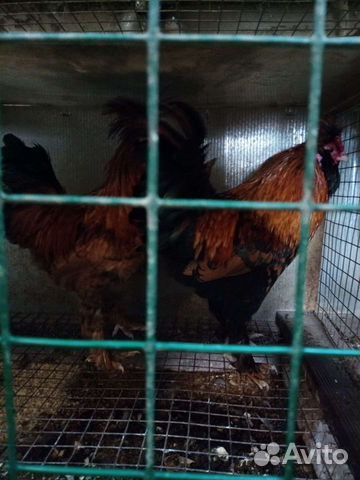 Петушок Павловское золото