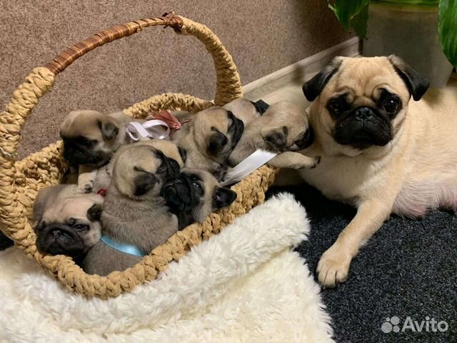 Щенки мопса