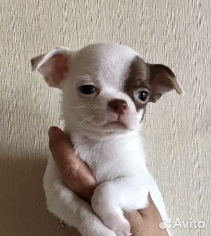 Чихуахуа mini и micro РКФ