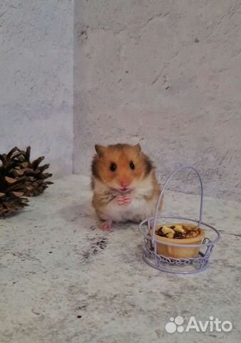 Сирийский хомяк