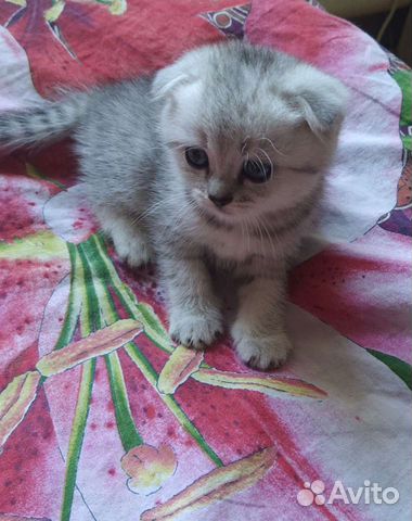 Девочка шотландская