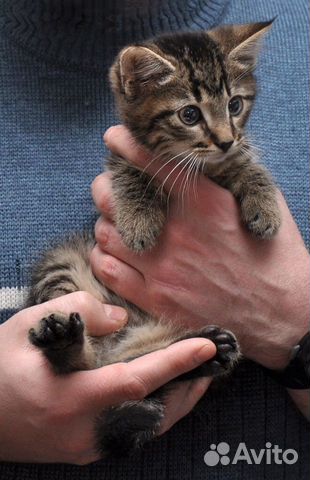 Котята девочки