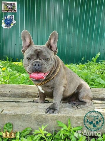 Голубой 7 мес мальчик французик