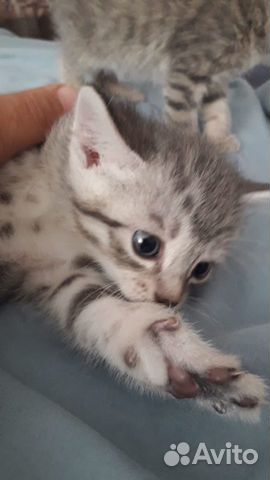 Шотландские котята