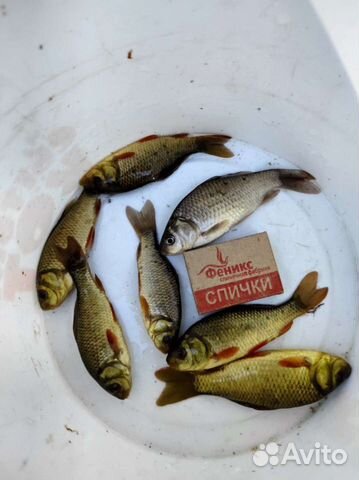 Золотой карась