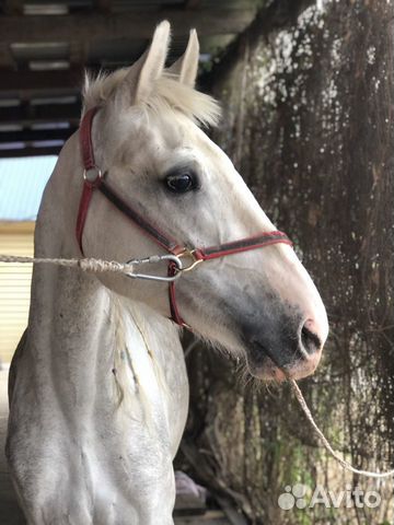 Орловская кобыла элитного происхождения