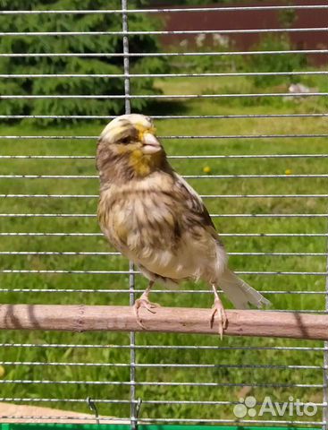 Глостер канарейка