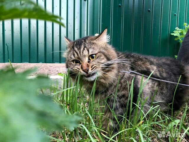 Сибирский красавец кот