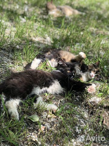 Котята в добрые руки