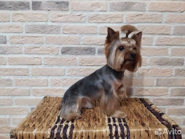 Йоркширский терьер