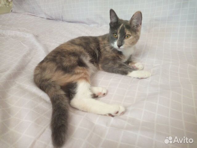 Кошка Тося ищет любящего хозяина