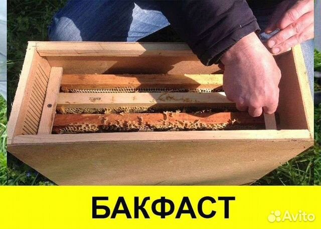 Пчелопакеты с маткой 2021 года