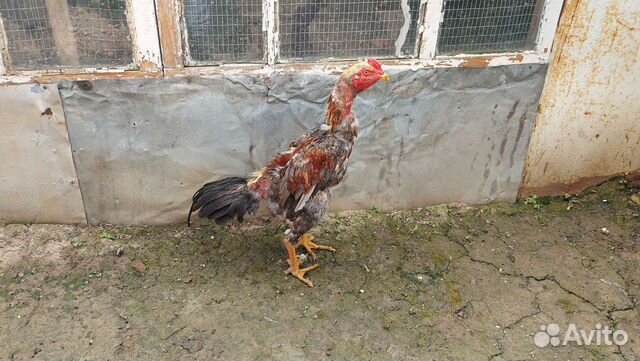Бойцовые петух