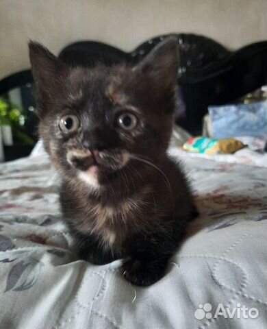 Котенок. Спасеныш ищет семью