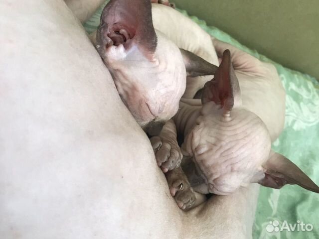 Канадский сфинкс котята