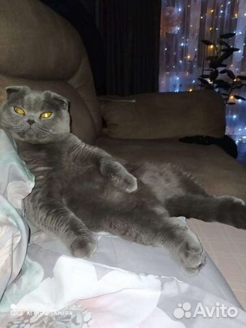 Британская