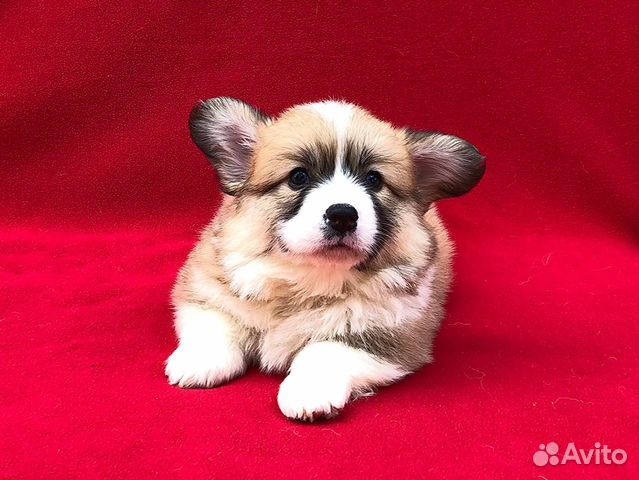 Вельшкорги щенок девочка флаффи