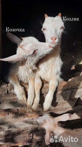 Козлята 1 месяц