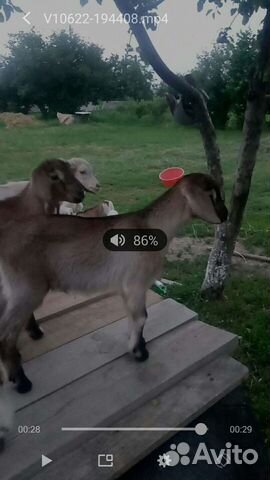 Козочки нубийские