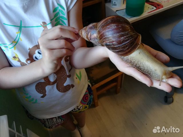 Улитки ахатины