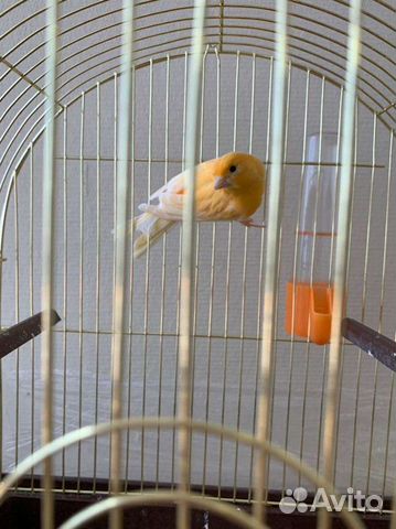 Канарейка кенор с клеткой