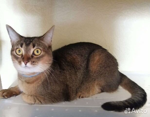 Молодая девочка ищет постоянный дом