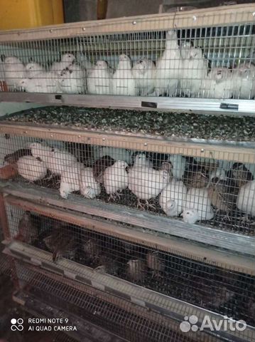 Перепела несушки